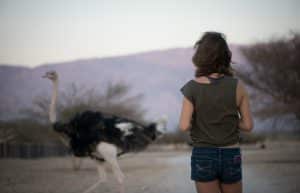 The Desert Animals of Israel - Wildlife Habitats of the Holy Land