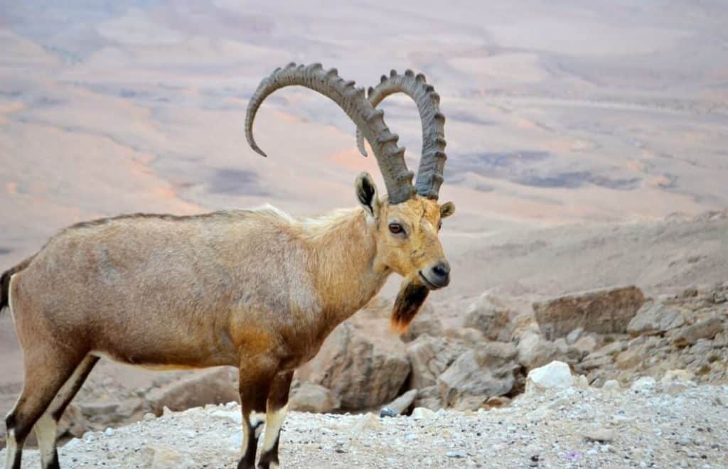 The Desert Animals of Israel - Wildlife Habitats of the Holy Land