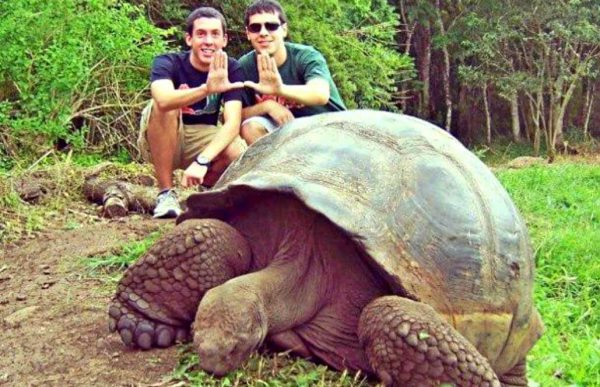 Island Turtles of the Galápagos - the Species that Inspired Evolution