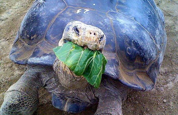 Island Turtles of the Galápagos - the Species that Inspired Evolution