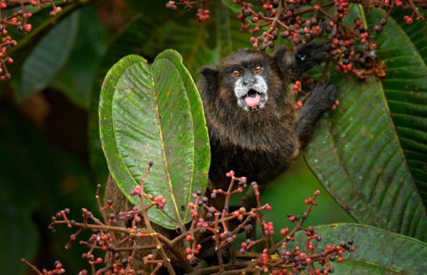 Rainforest Monkeys of Ecuador - Capuchins, Howlers and Spider Monkeys