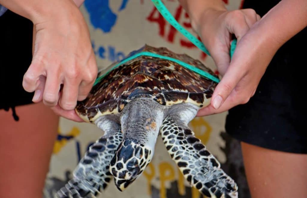 Sea Turtles Rescue Stories from Bali's Conservation Shelter | GoEco