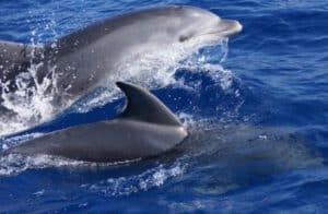 Volunteer in Italy - Dolphin and Marine Life Conservation in Sardinia