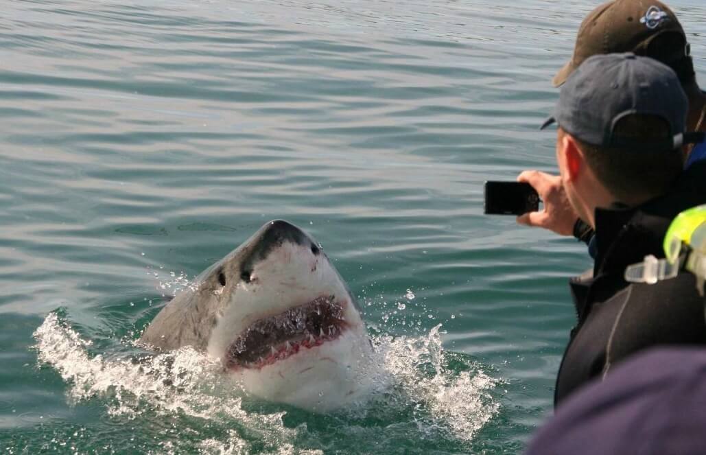 Great White Sharks of South Africa | GoEco