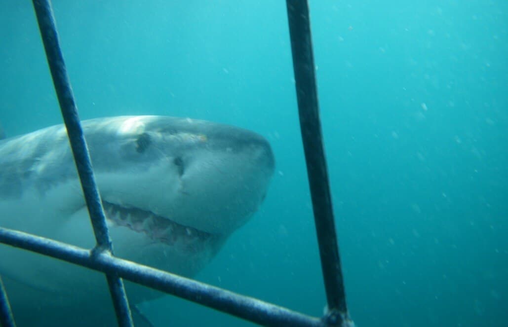 Great White Sharks of South Africa | GoEco