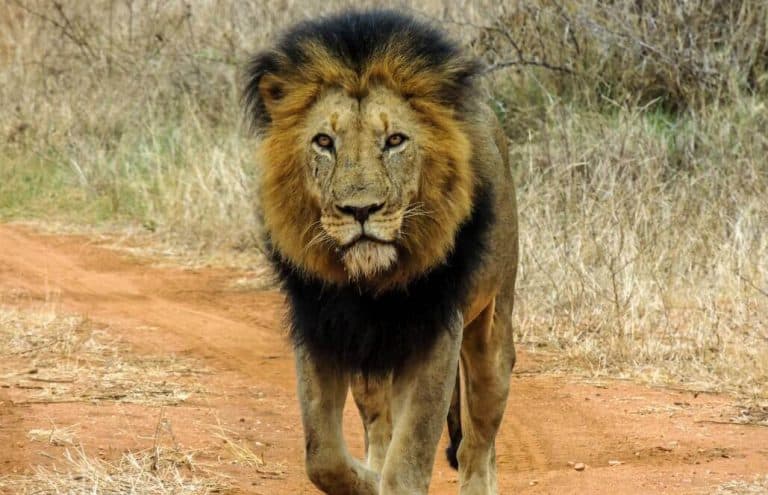 Understanding and Protecting the Big Five in South Africa | goEco