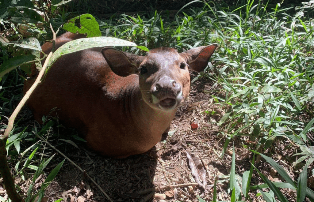 A rewarding Experience at the Amazon Shelter in Peru - GoEco